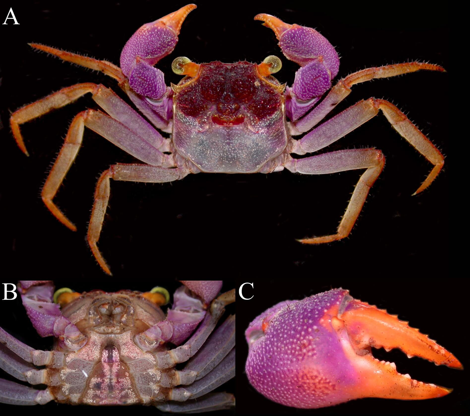 Geosesarma spectrum | Vampire Crab