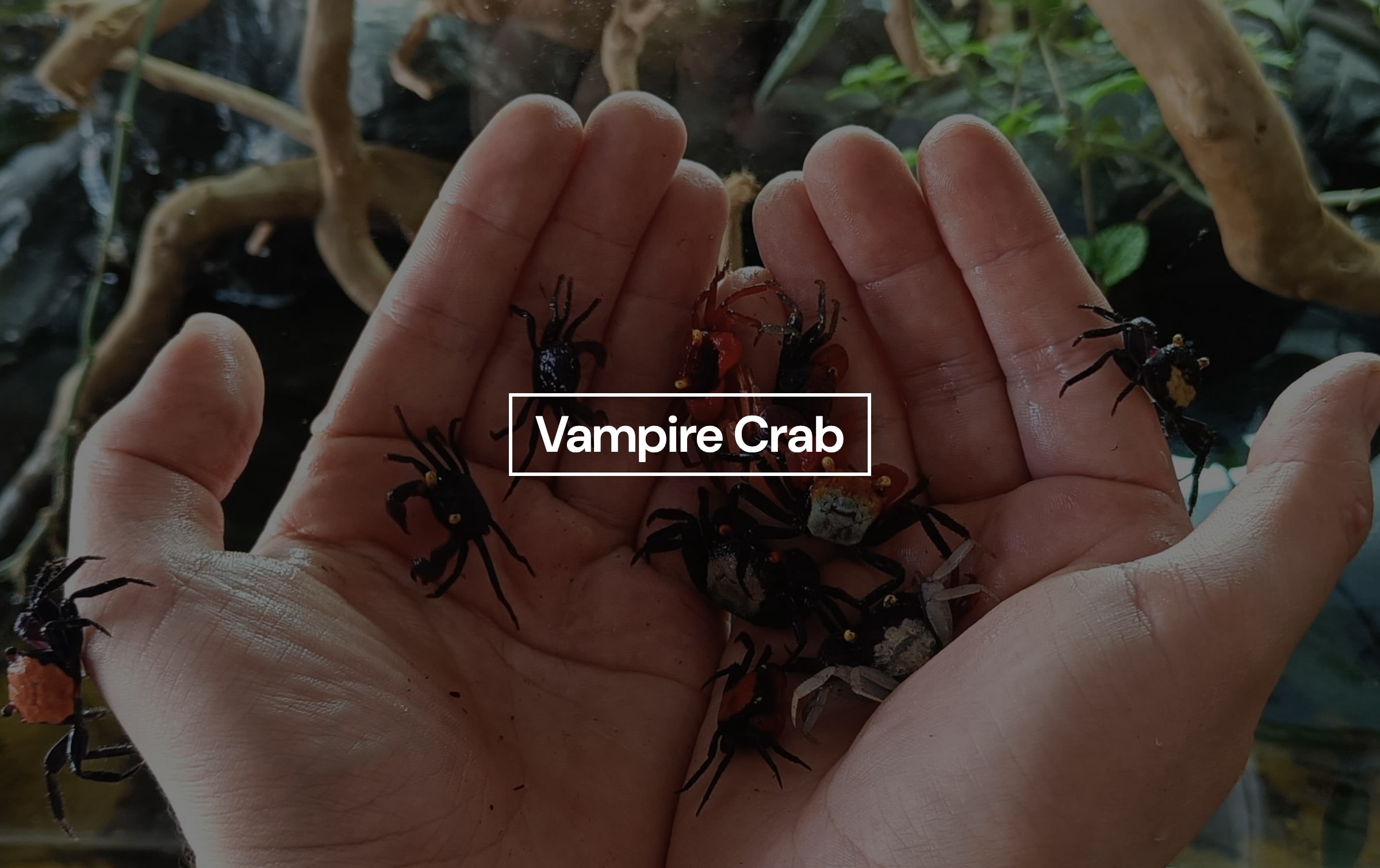 Vampire Crab